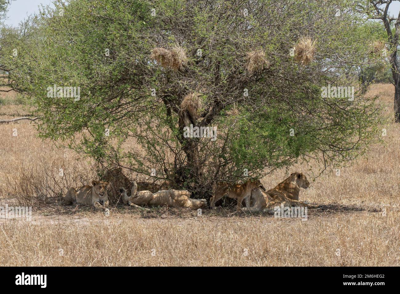 Lion family tree tanzania hi-res stock photography and images - Alamy