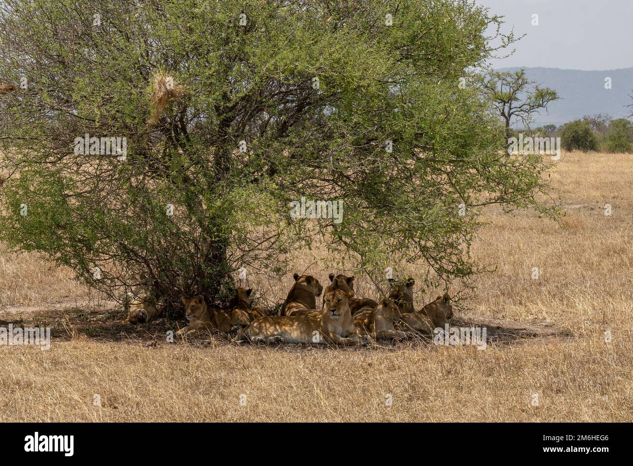 Lion family tree tanzania hi-res stock photography and images - Alamy