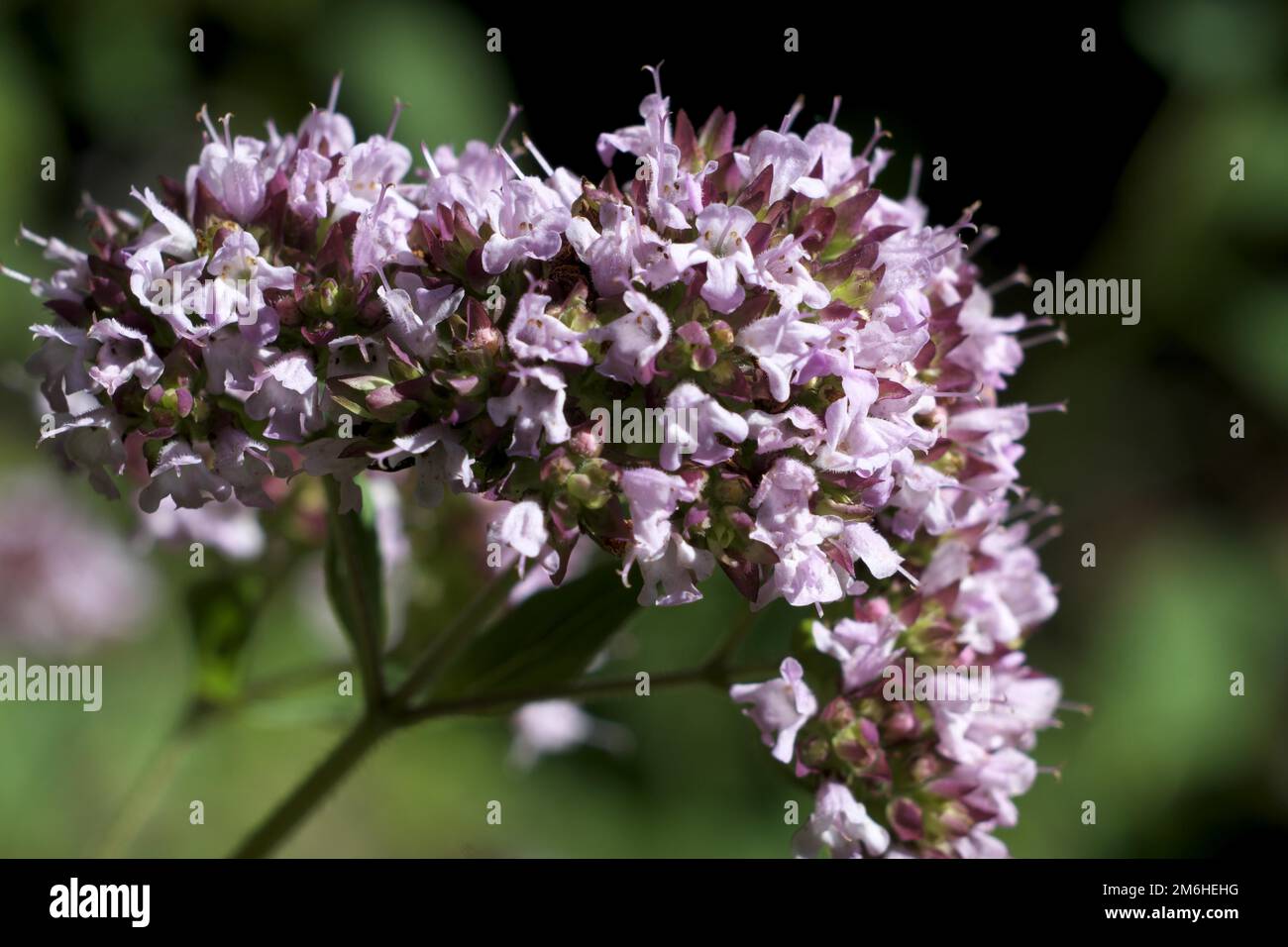 Common thyme (Thymus vulgaris Stock Photo - Alamy