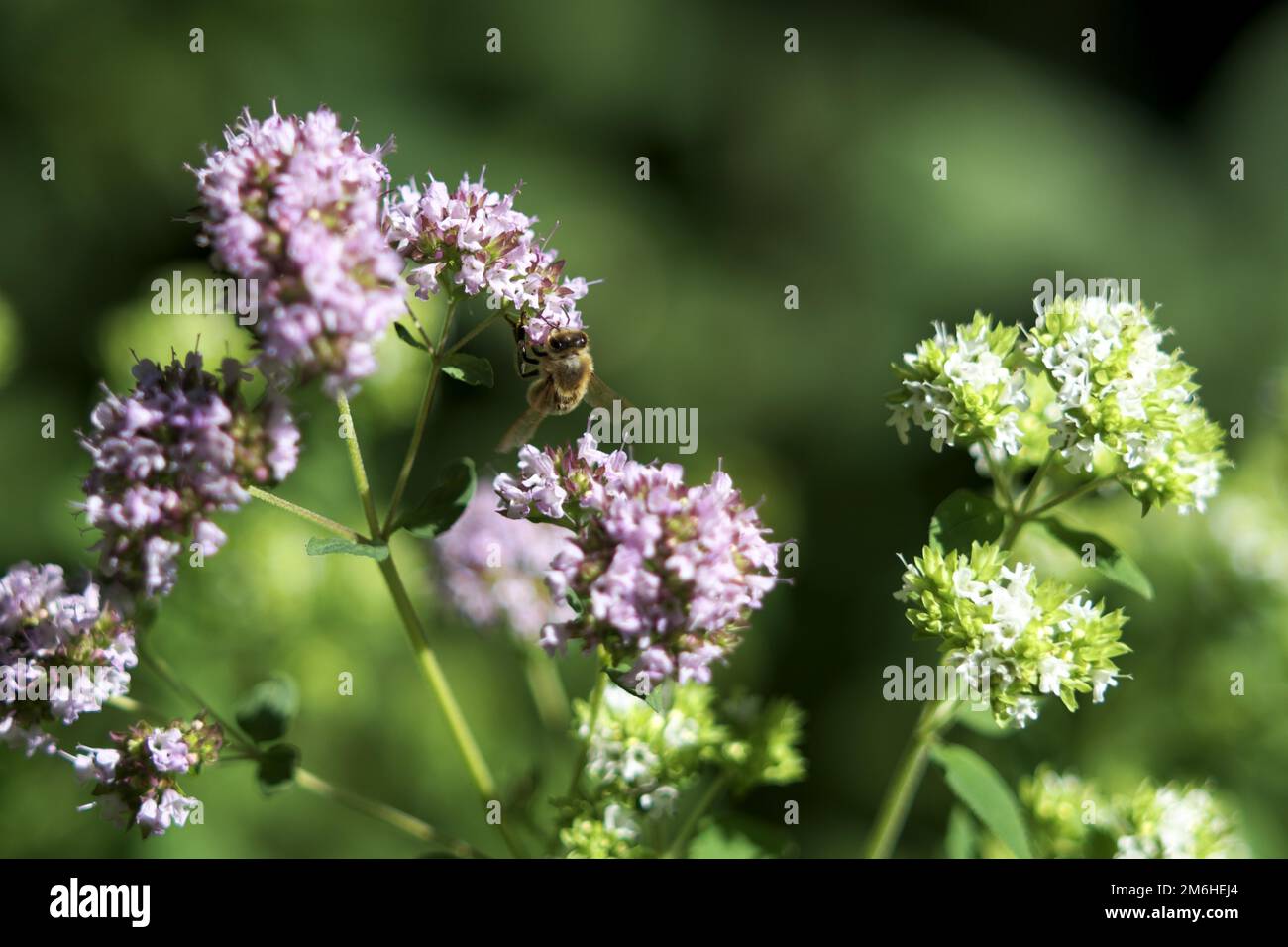Honey bee on a common thyme (Thymus vulgaris Stock Photo - Alamy