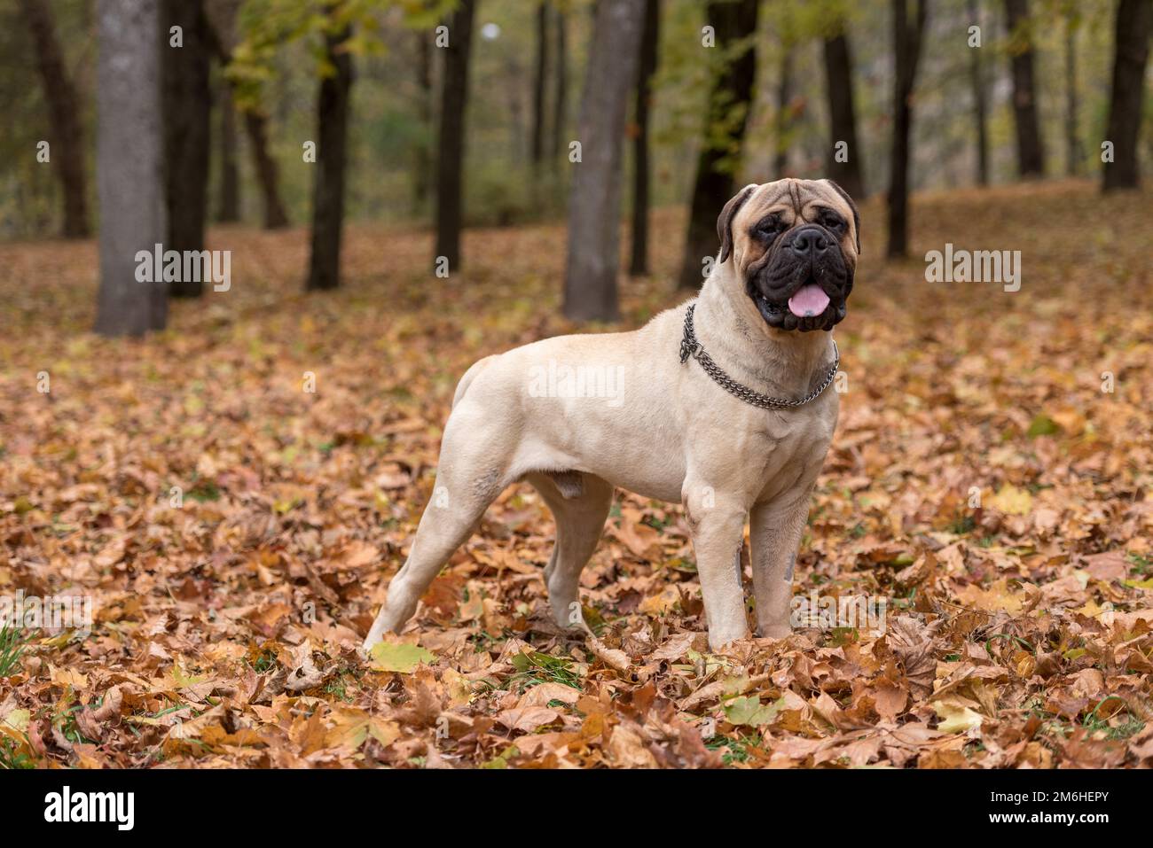 Brown bullmastiff hi-res stock photography and images - Alamy