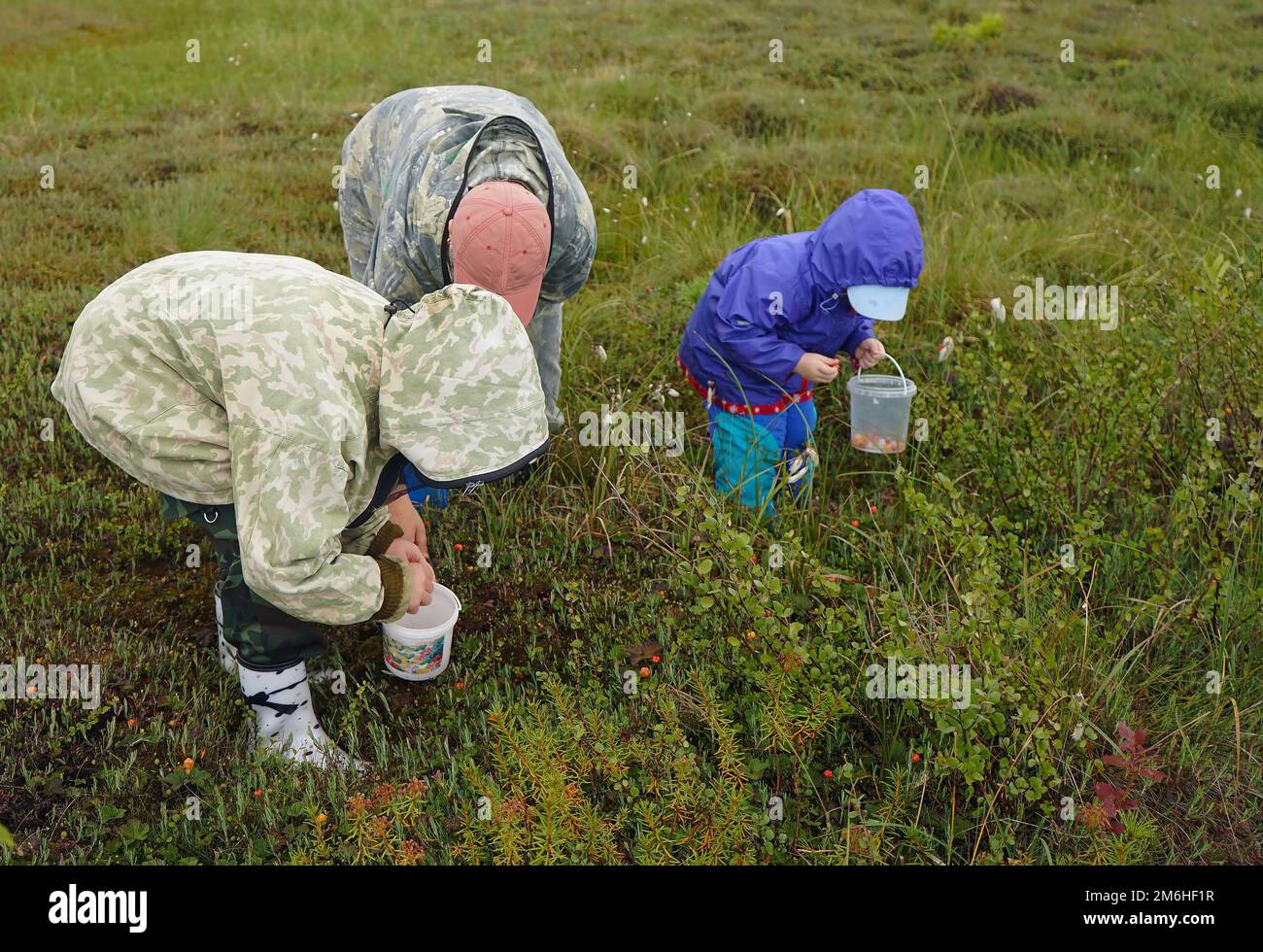 Cloudberries family hi-res stock photography and images - Alamy