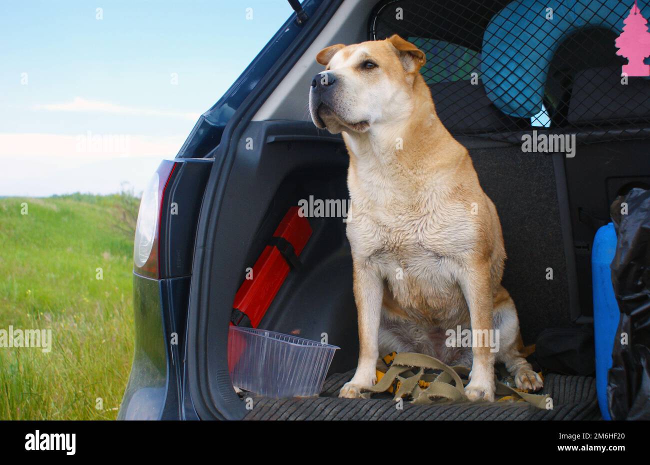 The dog sits in the open trunk of the car and carefully watches the ...