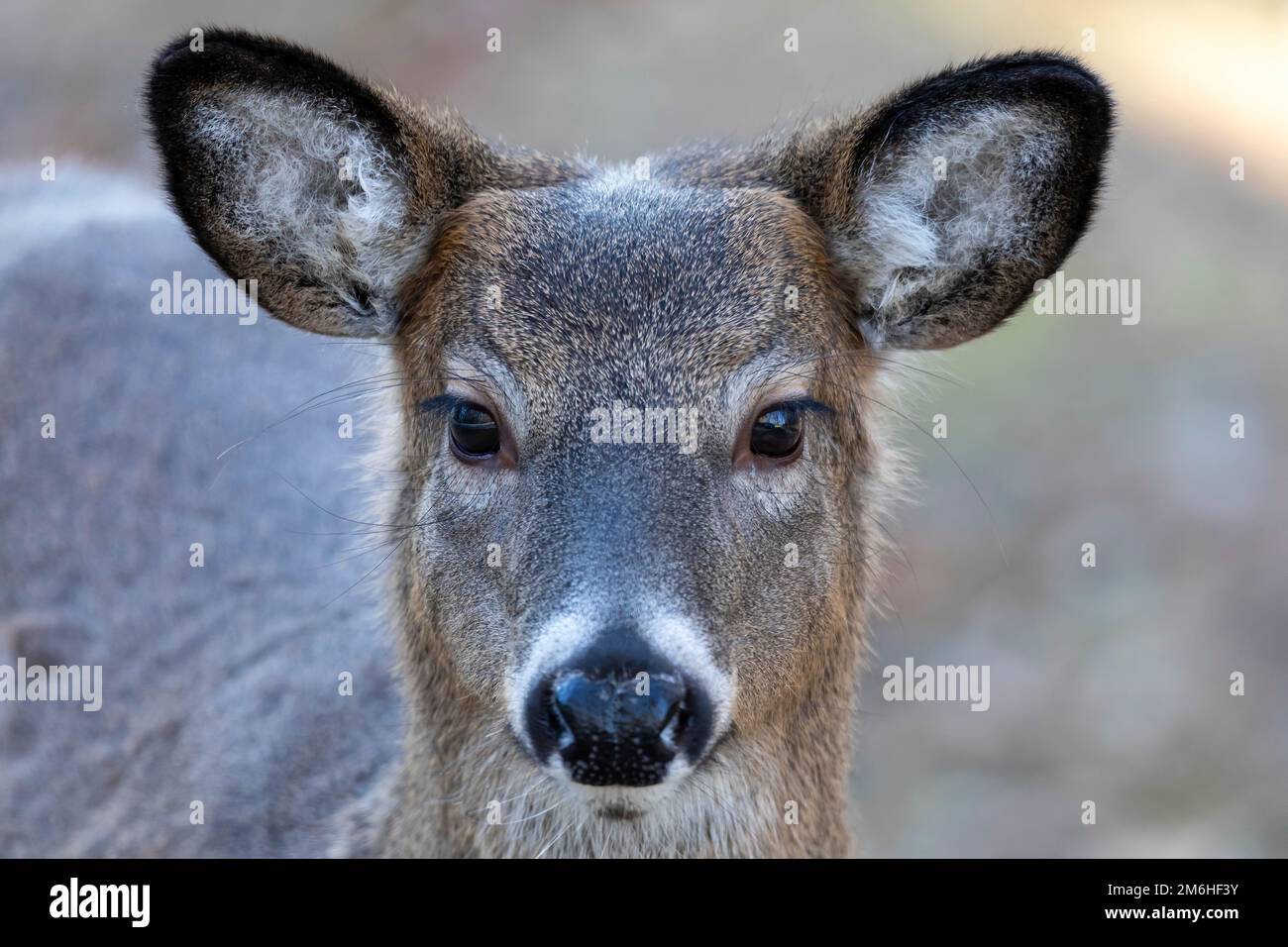 Virginia deer hi-res stock photography and images - Alamy