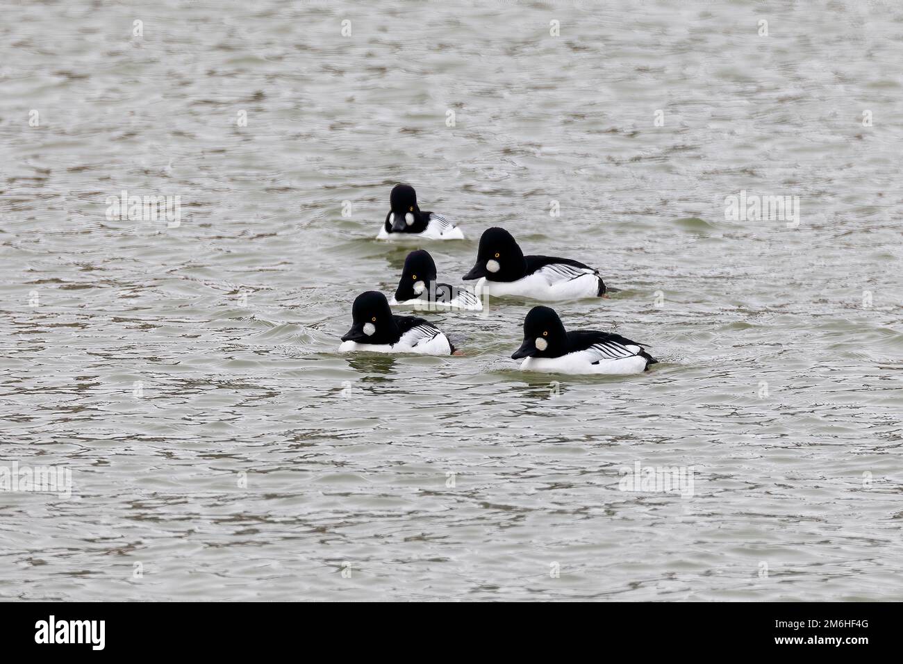 Common Goldeneye (Bucephala clangula Stock Photo - Alamy