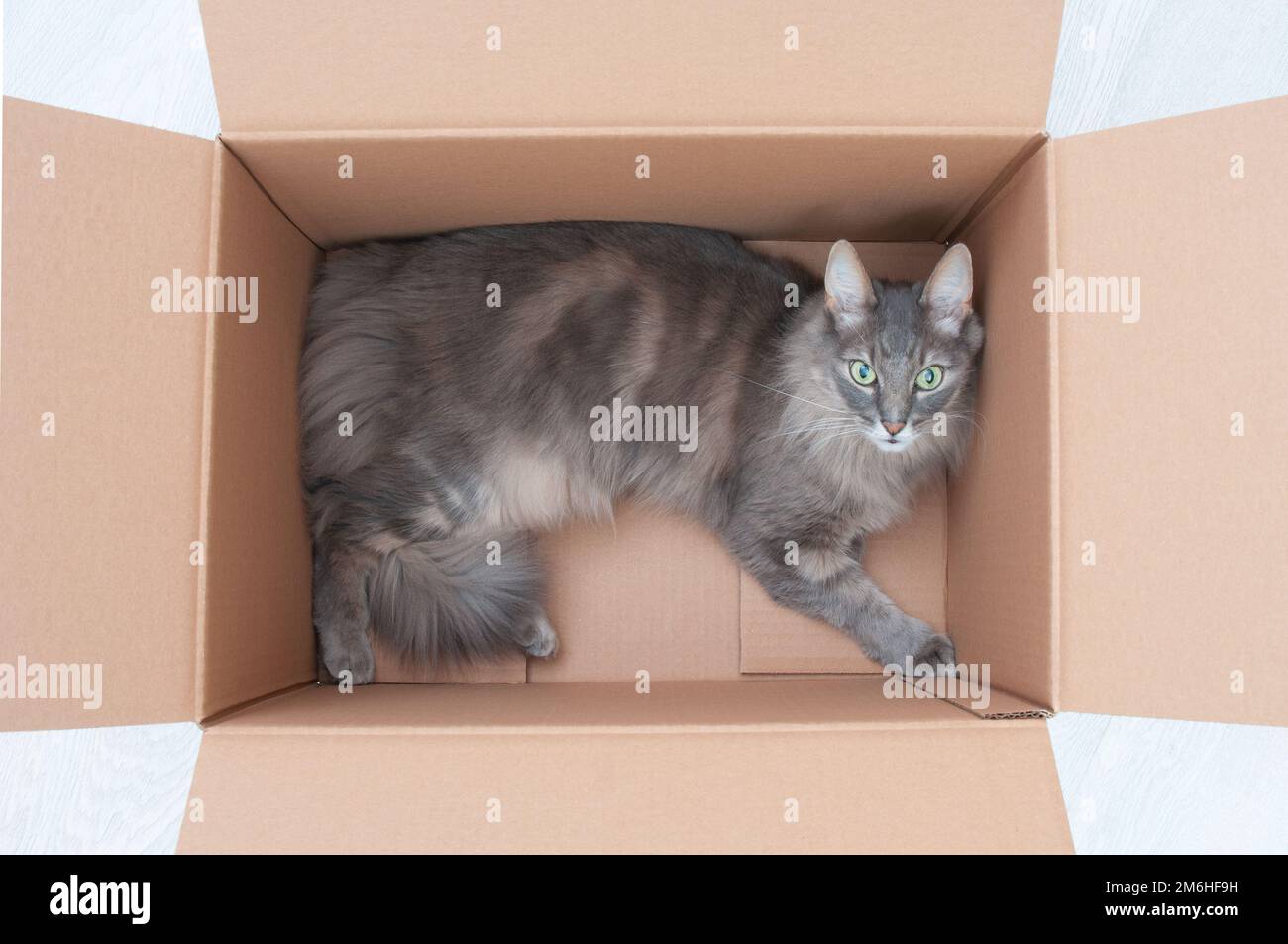 Adorable gray cat inside cardboard box close up Stock Photo - Alamy