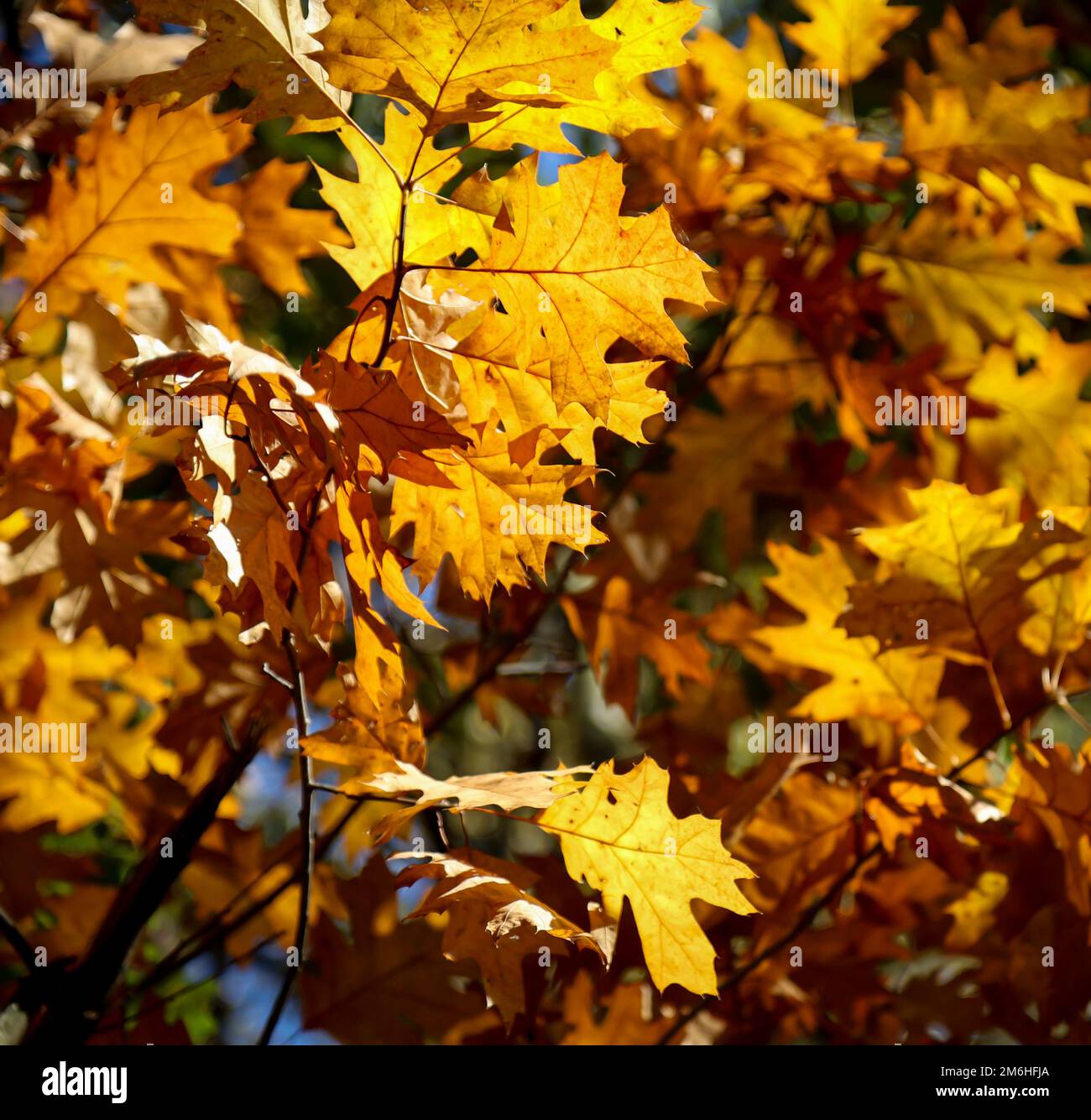 Brightly colored foliage on trees in autumn. autumn landscape Stock ...