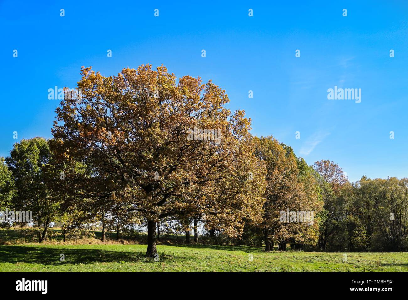 Indian trees landscape hi-res stock photography and images - Alamy