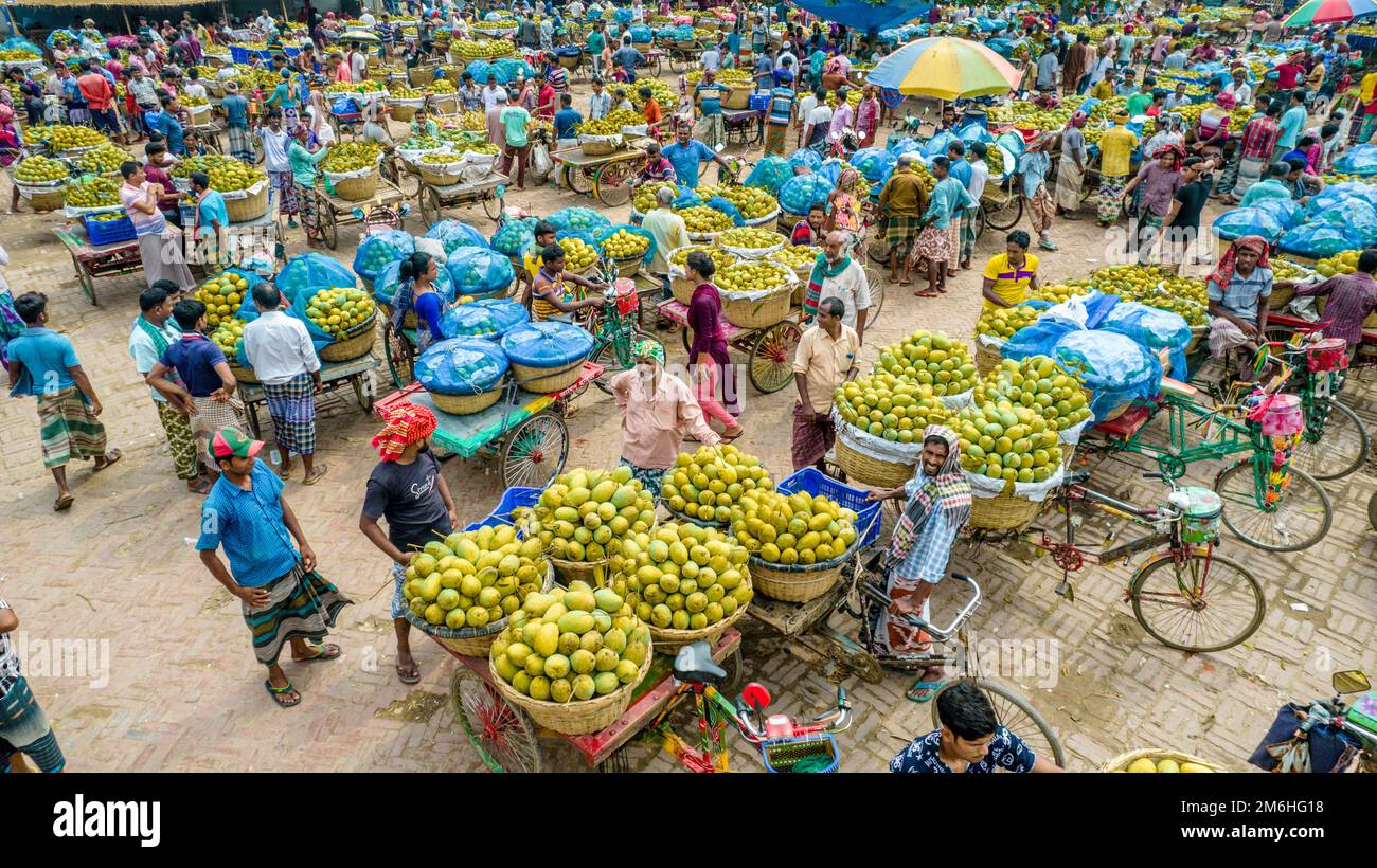 Rajshahi, Bangladesh. 4th Jan, 2023. Farmers cycle to deliver mangoes ...