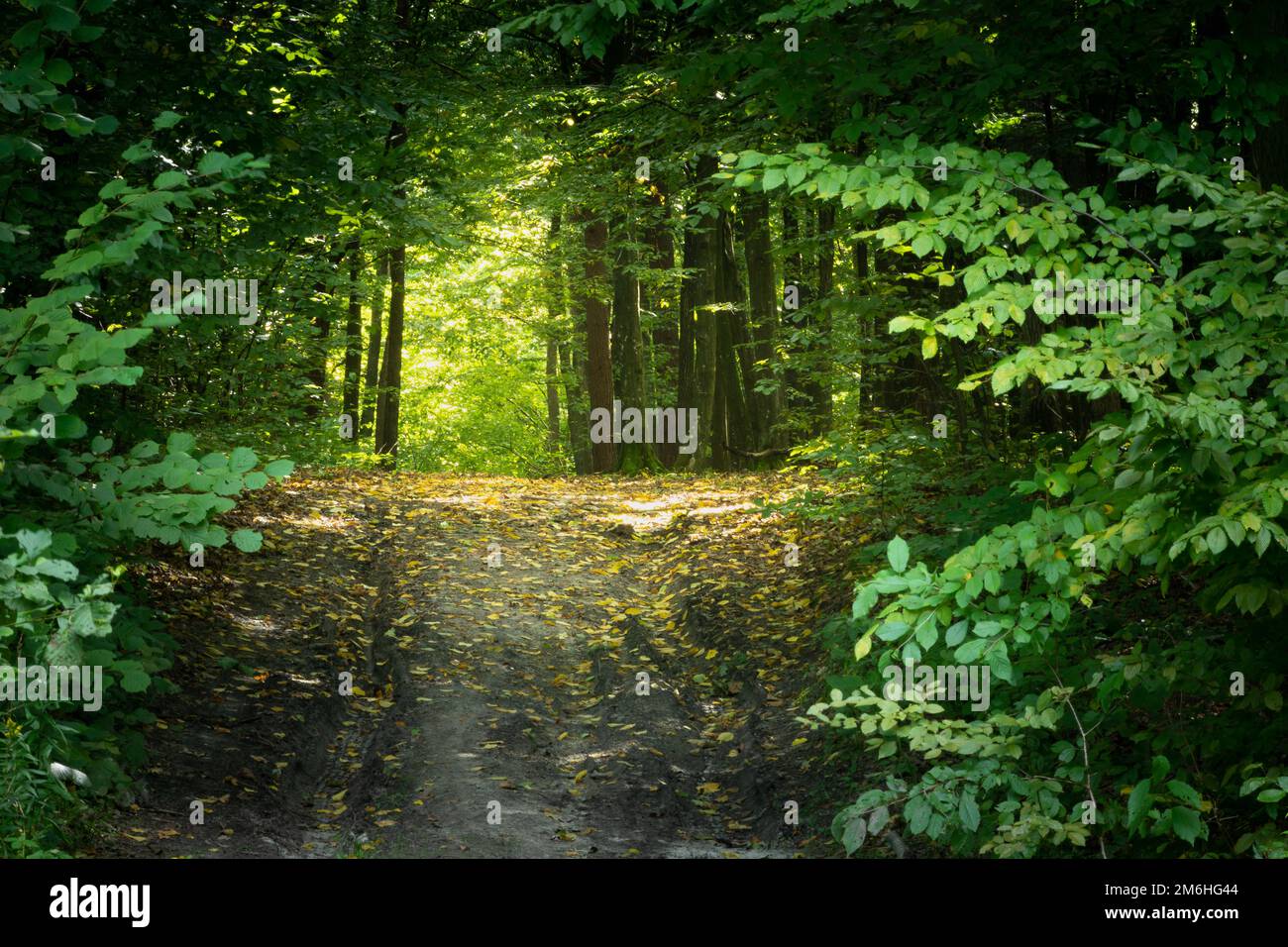 View of alley in forest hi-res stock photography and images - Alamy