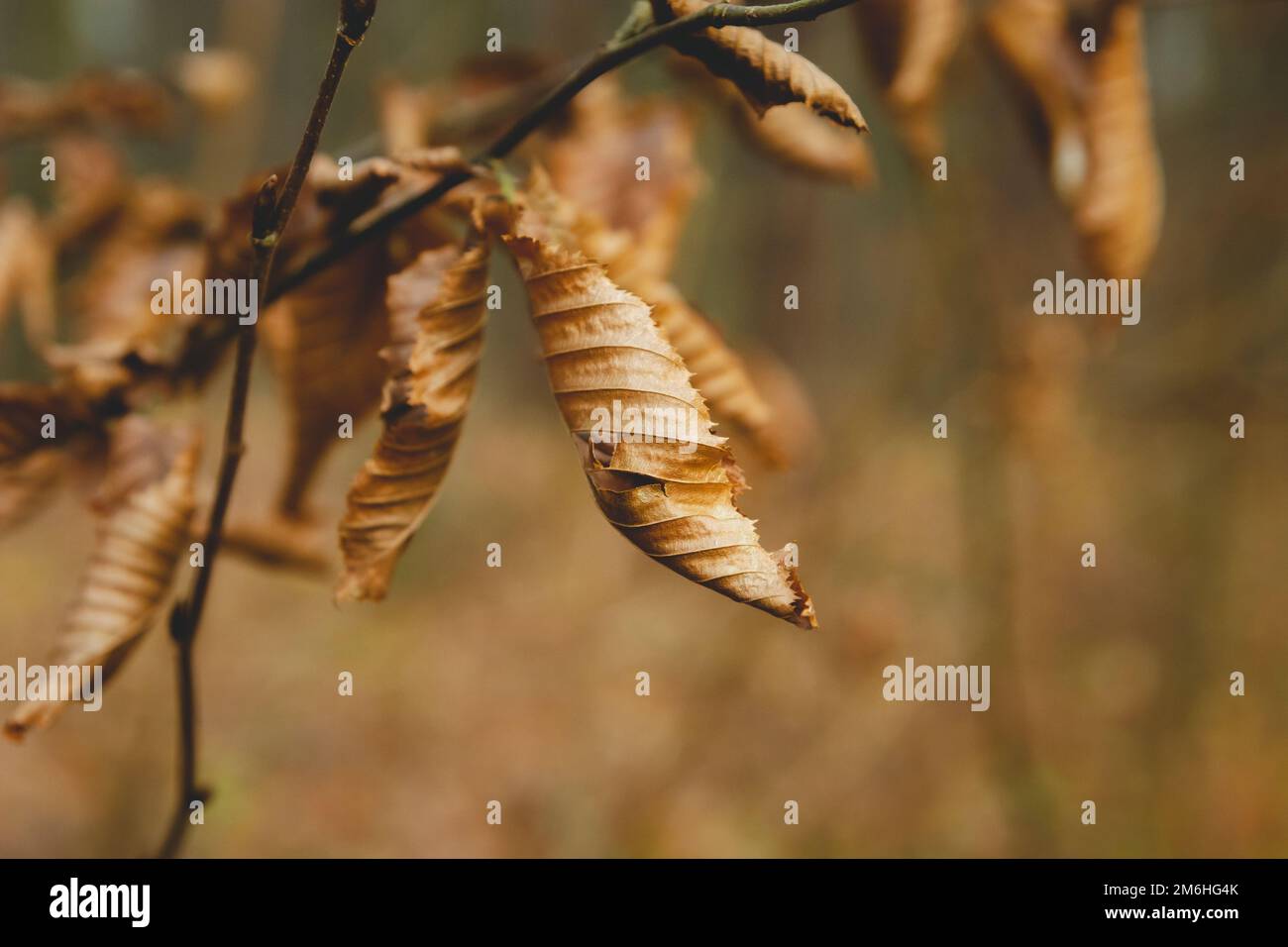 Texture dry leaves close hi-res stock photography and images - Alamy