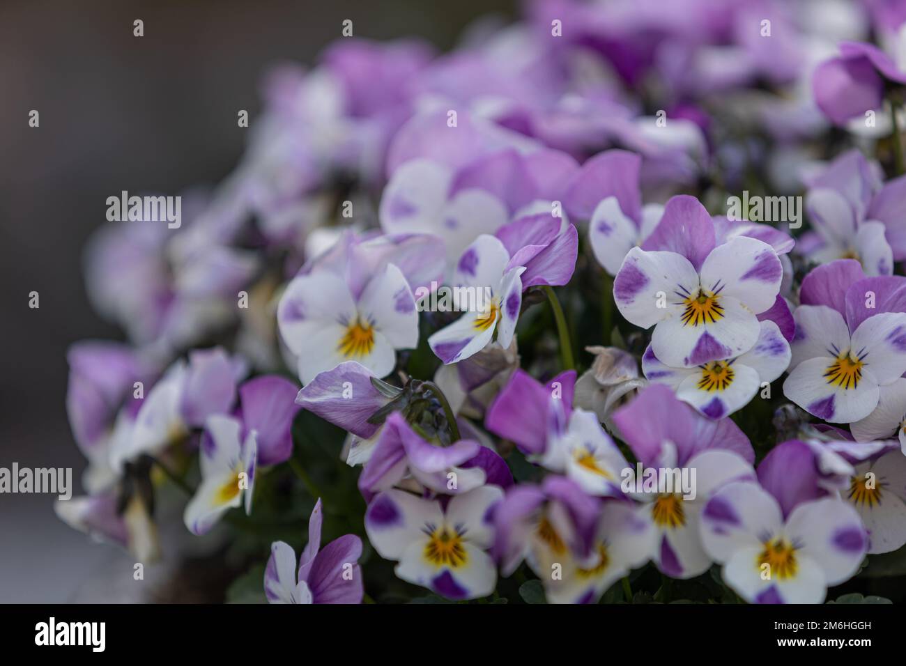 Close-up of pansy blossoms (viola) in violet and white Stock Photo - Alamy