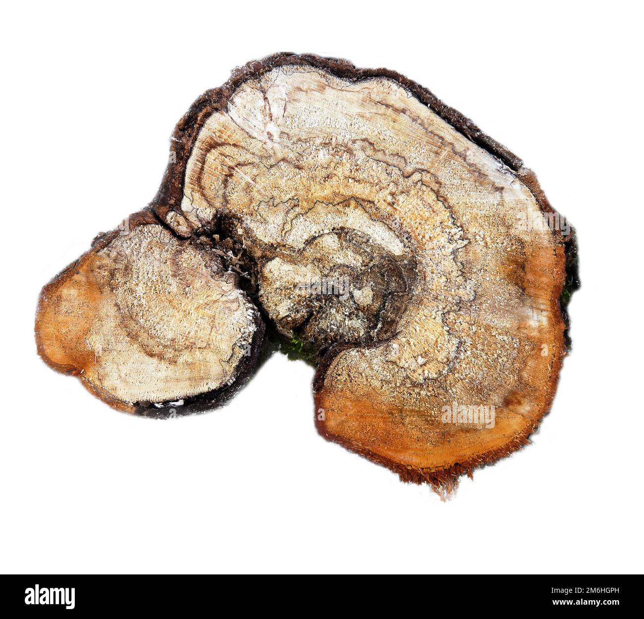 Willow tree forest in Cut Out Stock Images & Pictures - Alamy