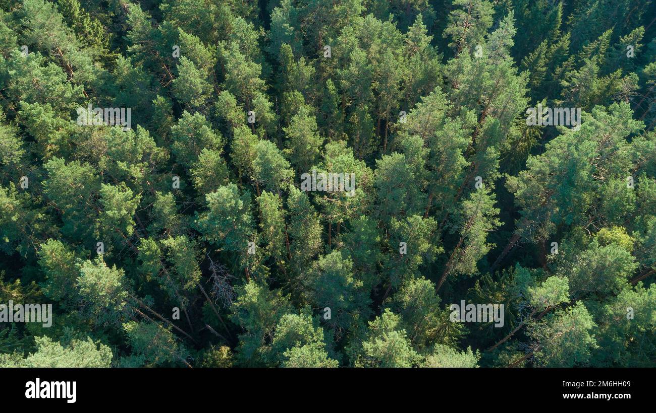 Aerial top view of summer green trees in forest in rural Finland. Drone ...