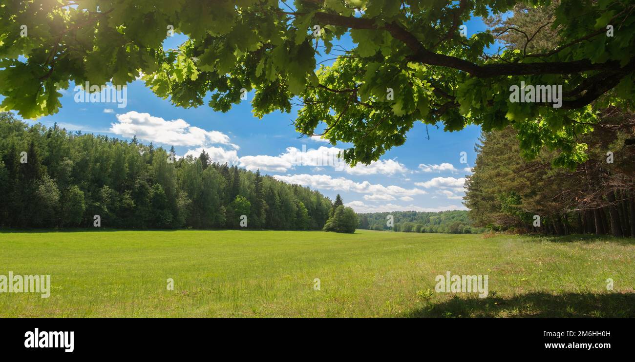 Fresh air and beautiful natural landscape of meadow with green tree in ...