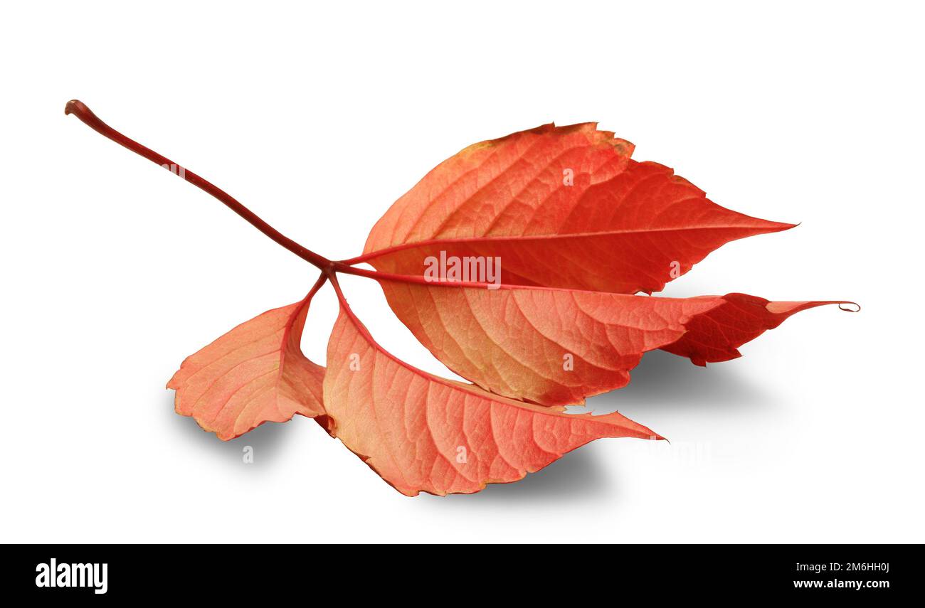 Autumn leaf isolated on white background with shadows, clipping path ...