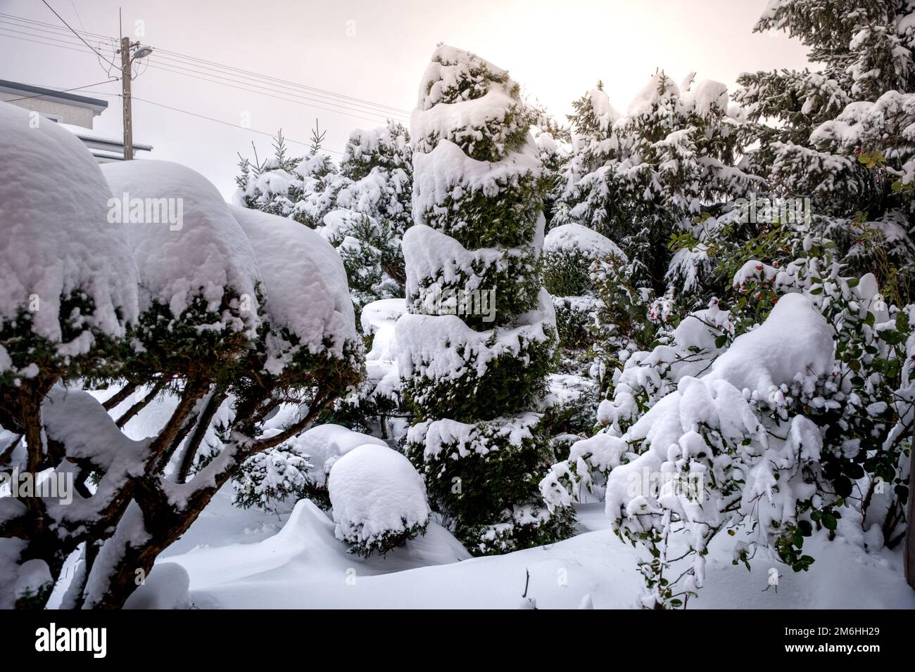 Winter view - a snowy garden with huge flakes of snow Stock Photo - Alamy