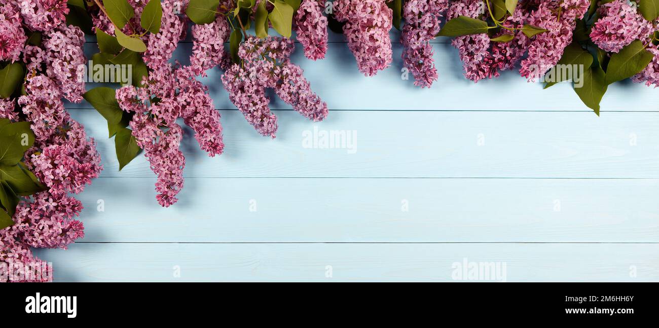 Spring flowers. Lilac flowers on blue wooden background. Top view, flat ...