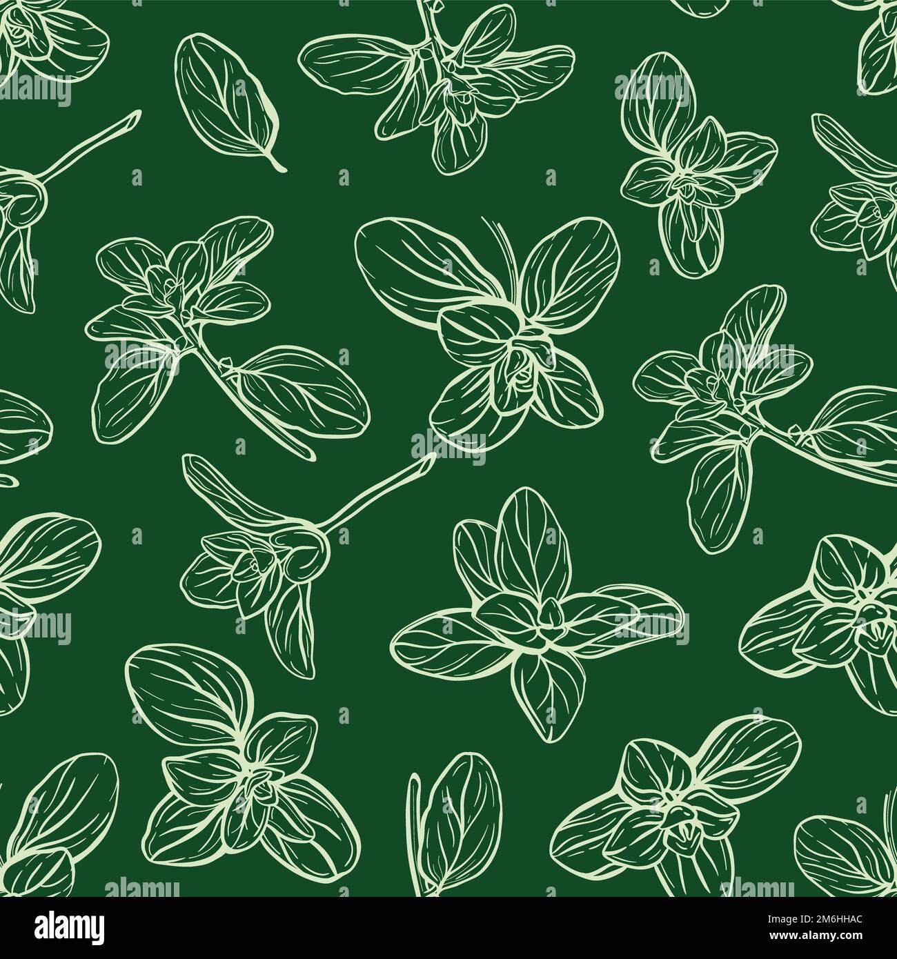 Basil Pattern. Italian herbs. Marjoram pattern Stock Photo - Alamy