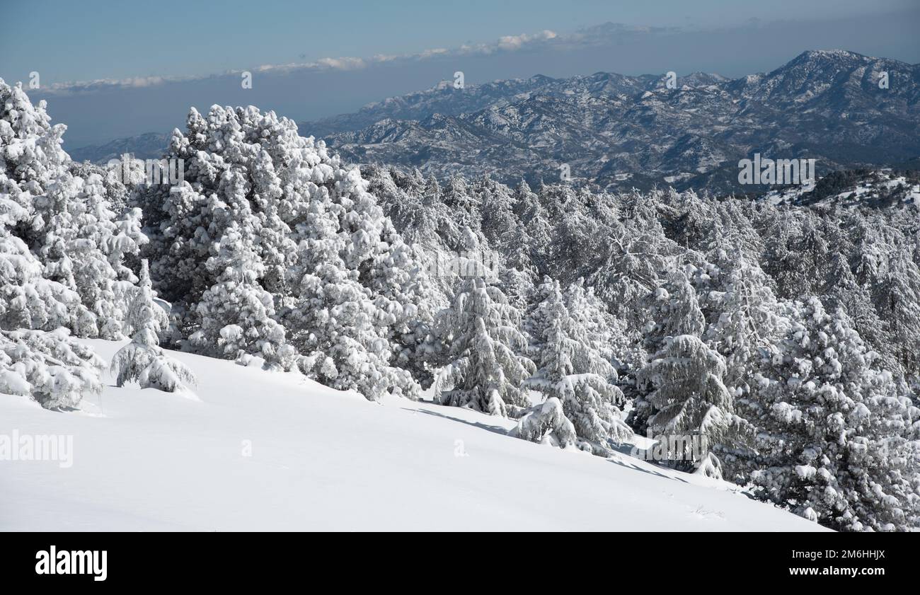 Forest landscape in snowy mountains. Frozen snow covered fir trees in ...