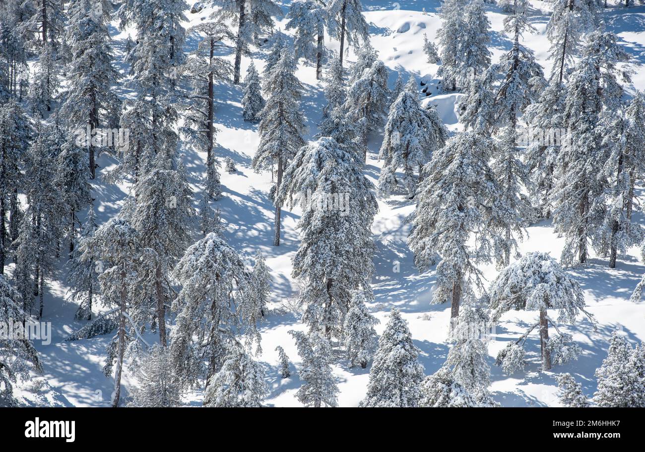 Forest landscape in snowy mountains. Frozen snow covered fir trees in ...