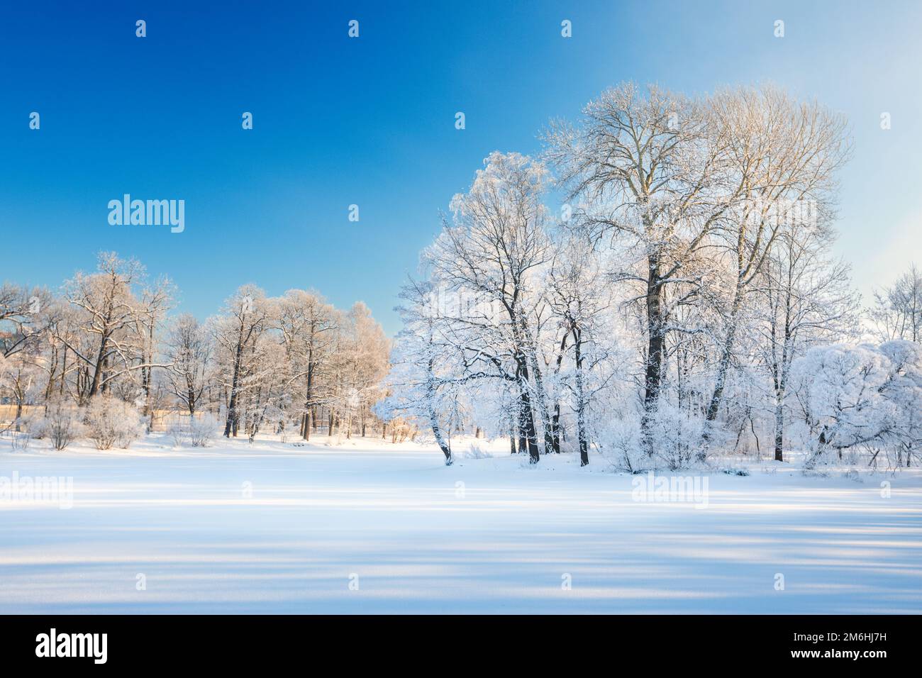 Sunny foggy forest hi-res stock photography and images - Alamy