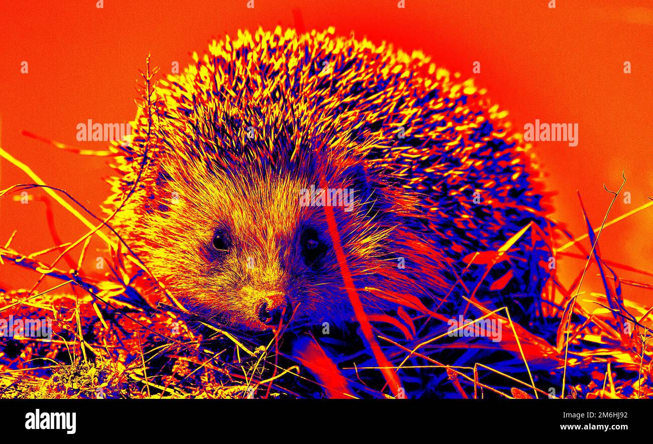 Hedgehog in scientific high-tech thermal imager in forest Stock Photo ...