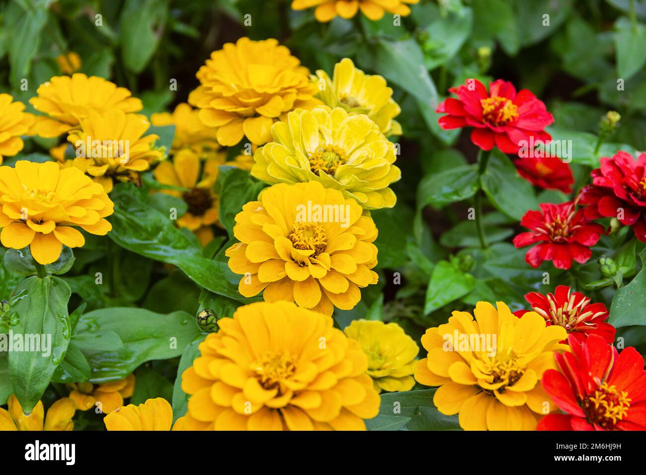 Selection varietas of Zinnias Stock Photo - Alamy