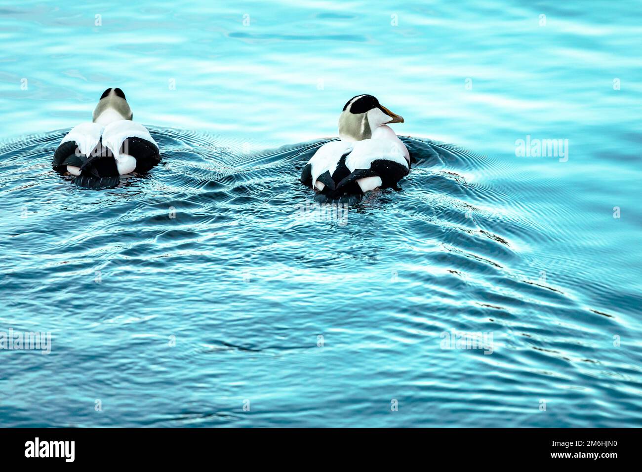 Common eider ducks on a lake in Bergen, Norway Stock Photo - Alamy