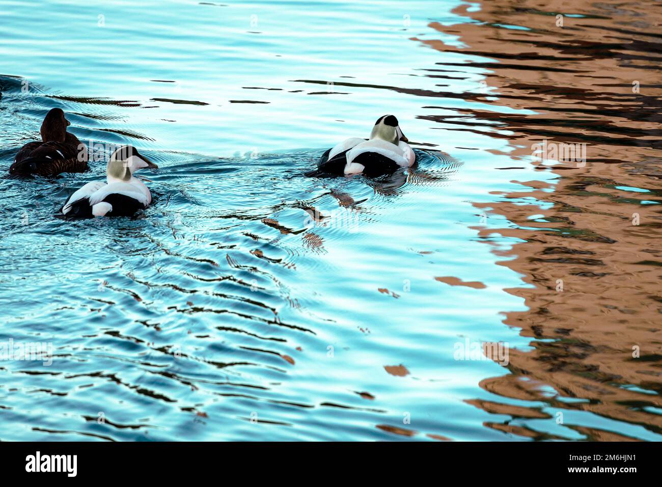 Common eider ducks on a lake in Bergen, Norway Stock Photo - Alamy
