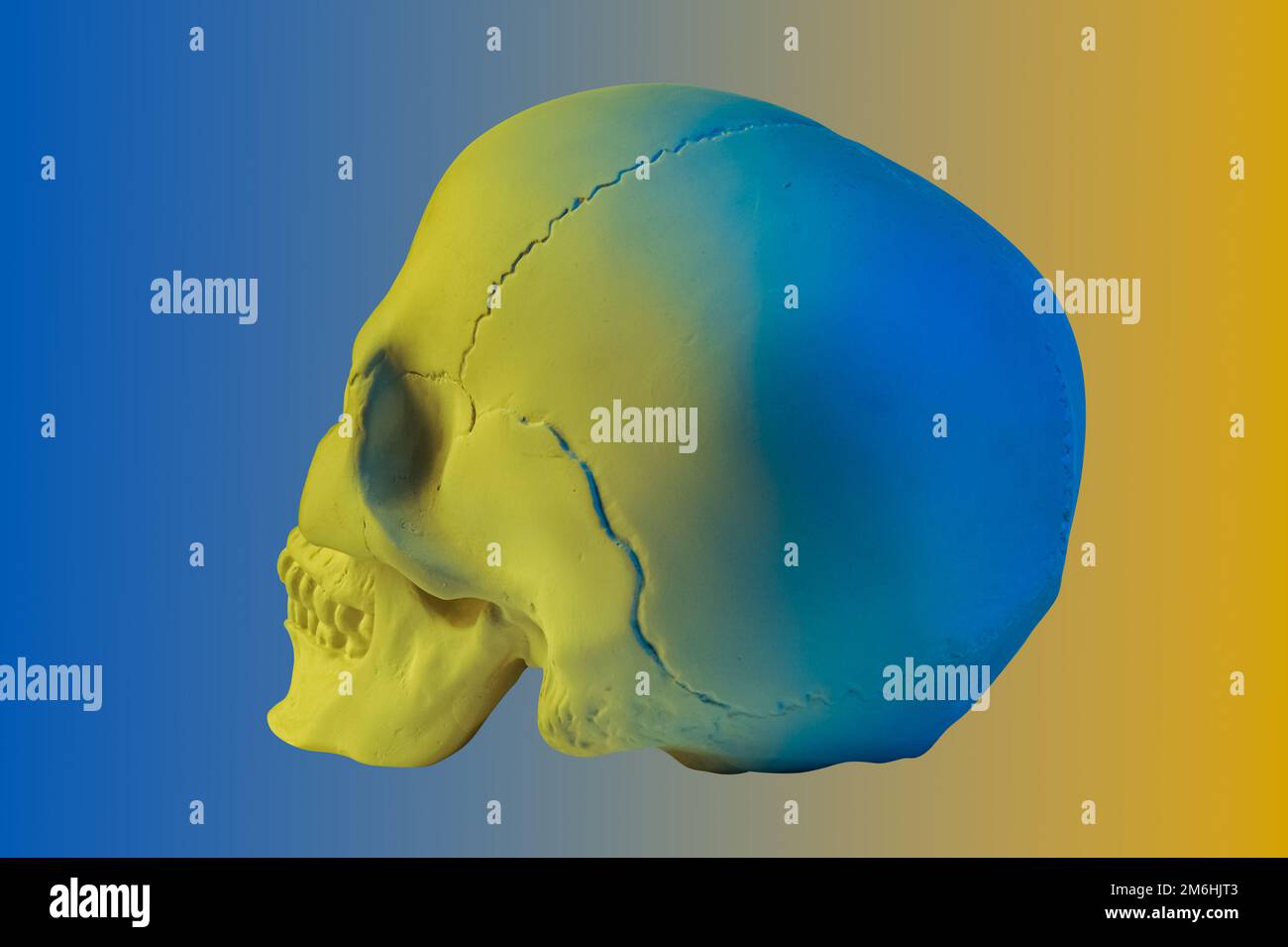 Blue yellow gypsum human skull isolated on colorful background. Plaster ...