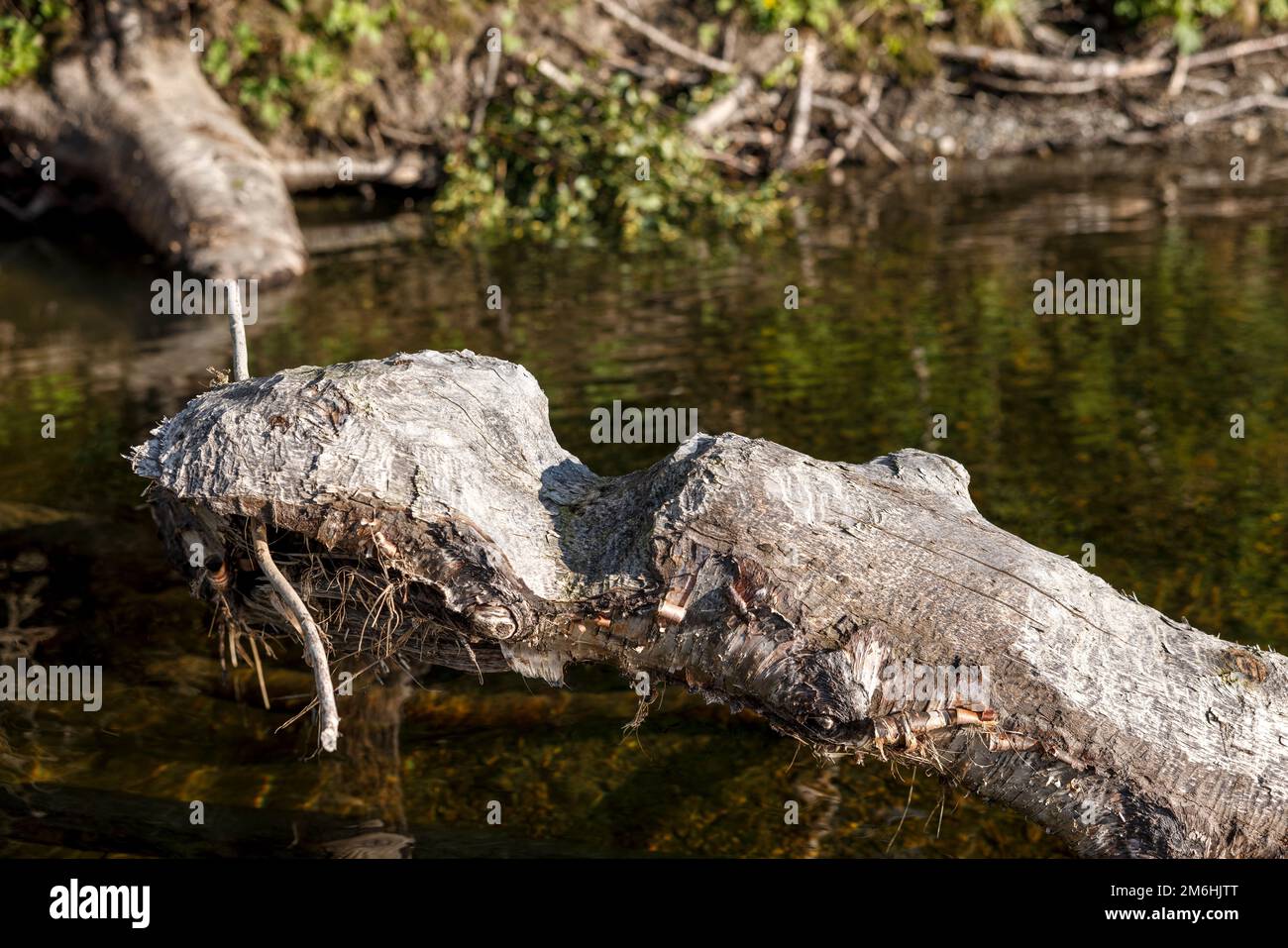 A tree stump with beaver marks in a river under the sunlight Stock ...
