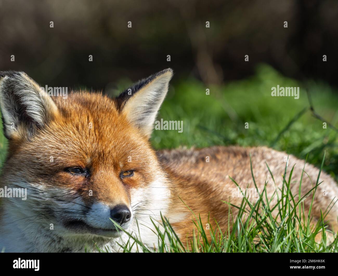 Red Fox resting in the Spring Sun Stock Photo - Alamy