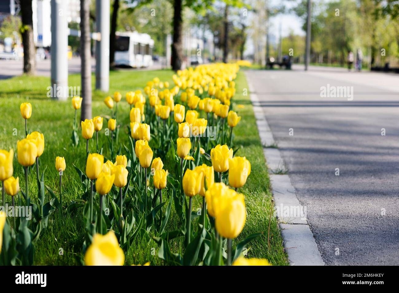 spring city streets with blooming tulips Stock Photo - Alamy