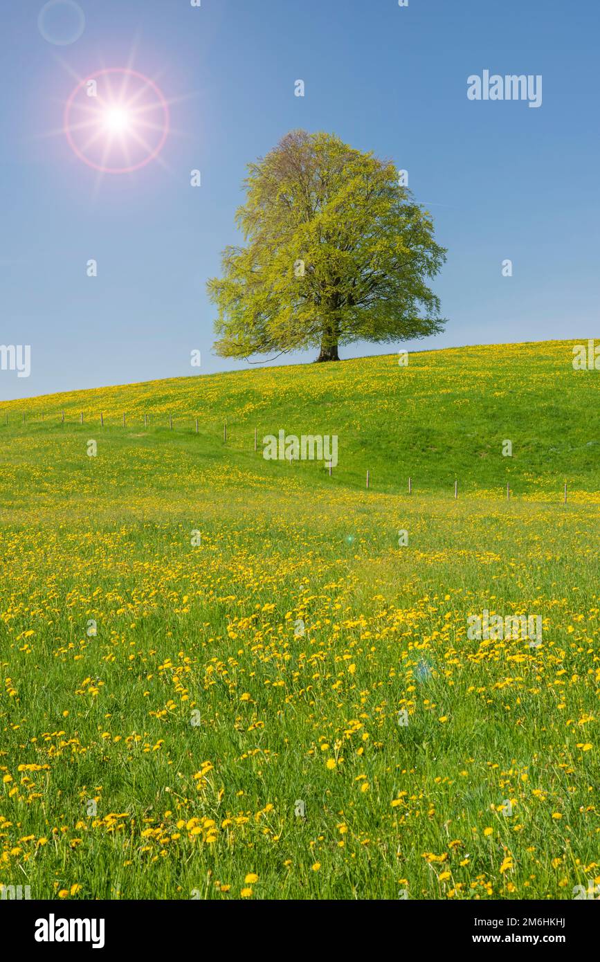 Sun tree and sky hi-res stock photography and images - Alamy