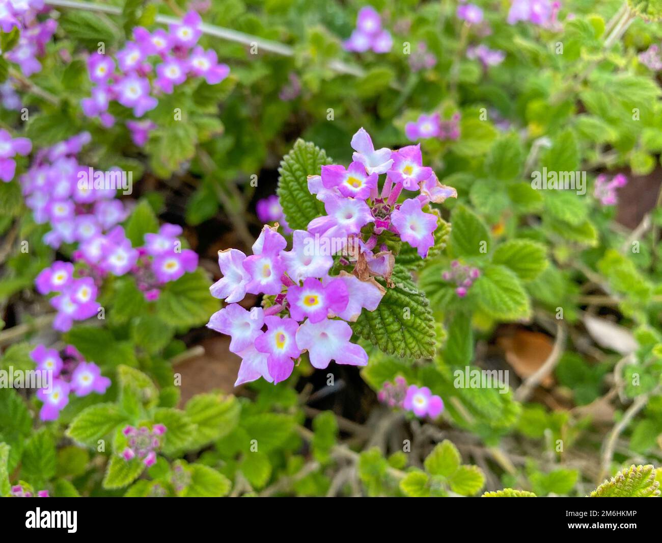 Delicate spring flowers hi-res stock photography and images - Alamy