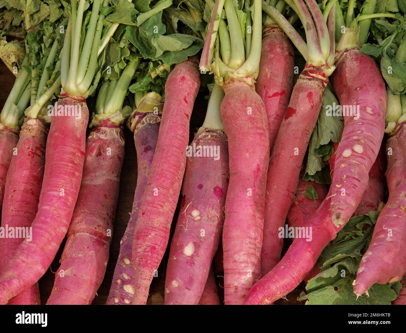 ''radi'' hi-res stock photography and images - Alamy