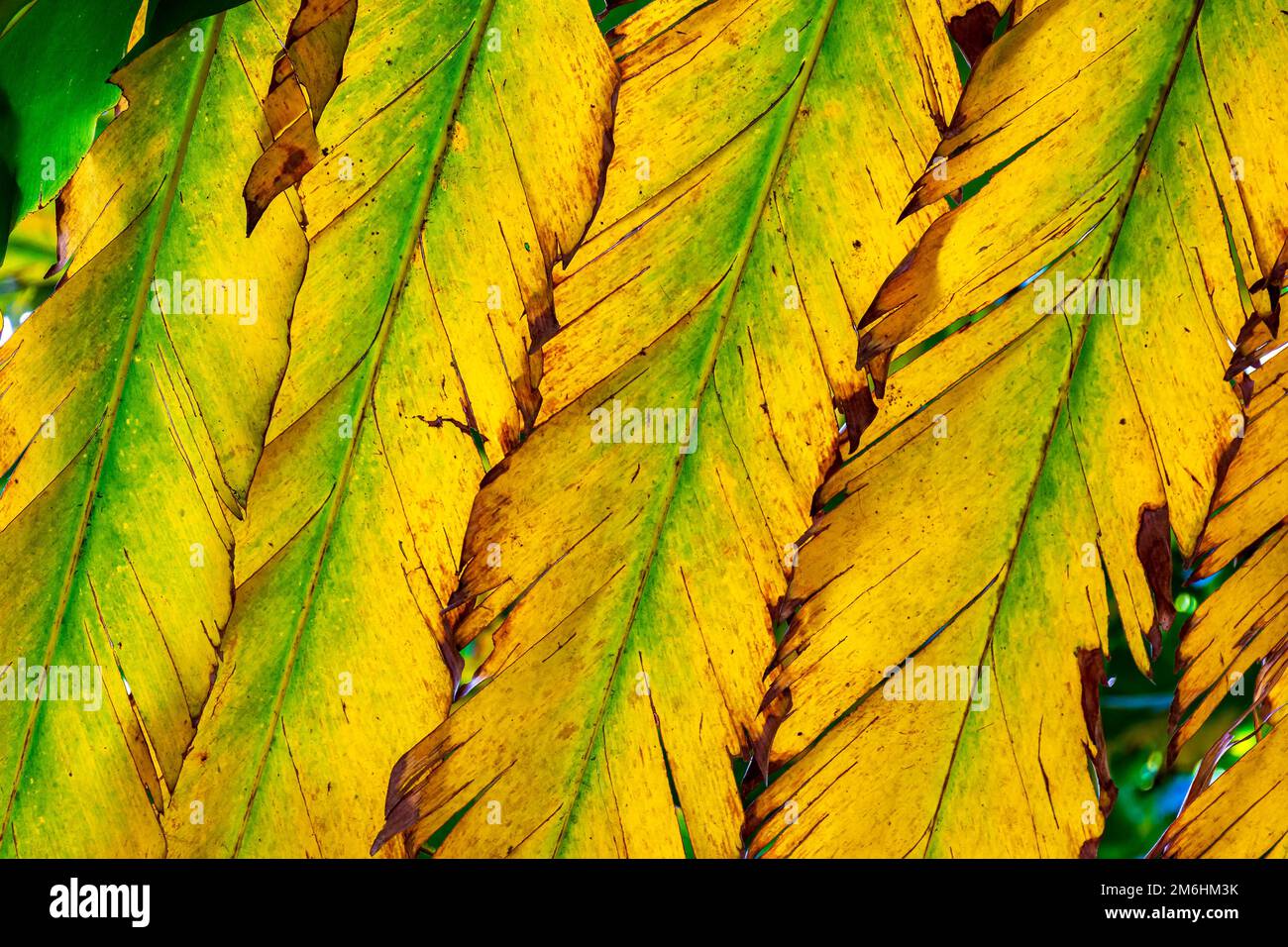 Multi-colored leaves backlit Stock Photo - Alamy