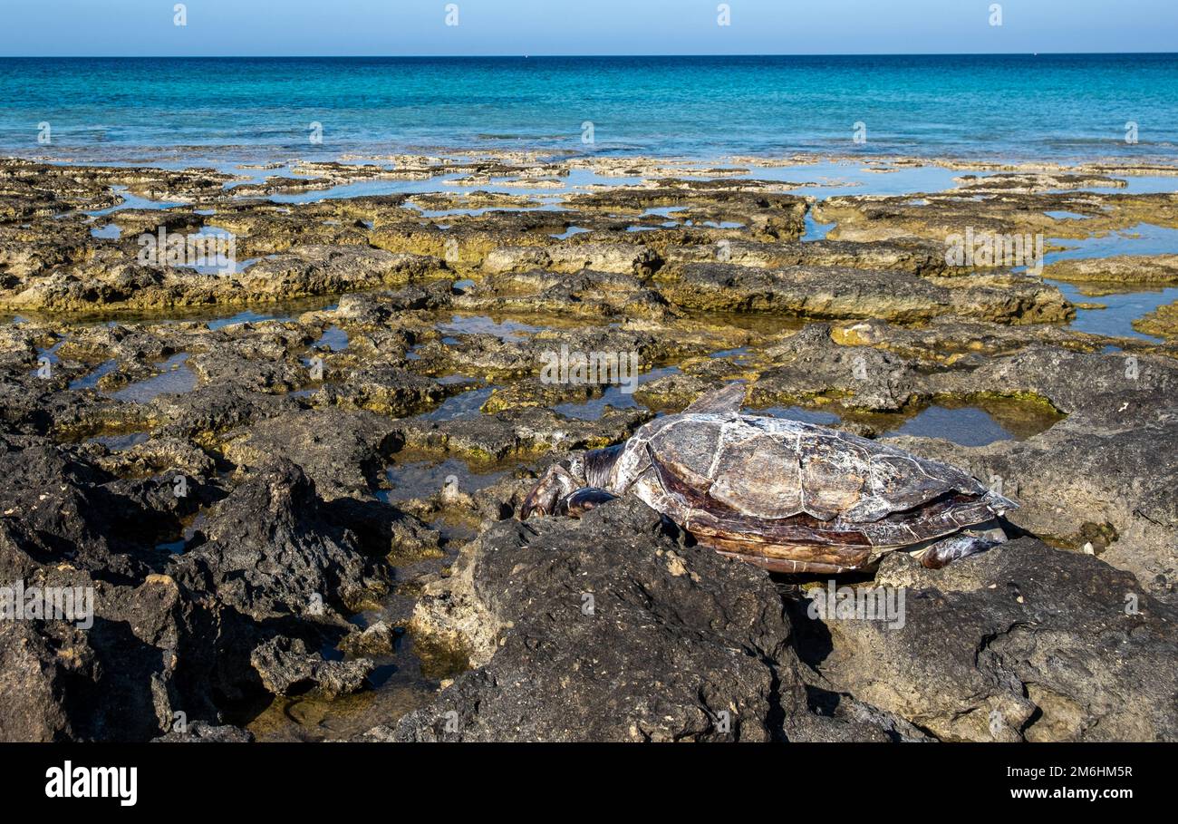 A dead decay turtle Caretta careta partly on a rocky beach Stock Photo ...