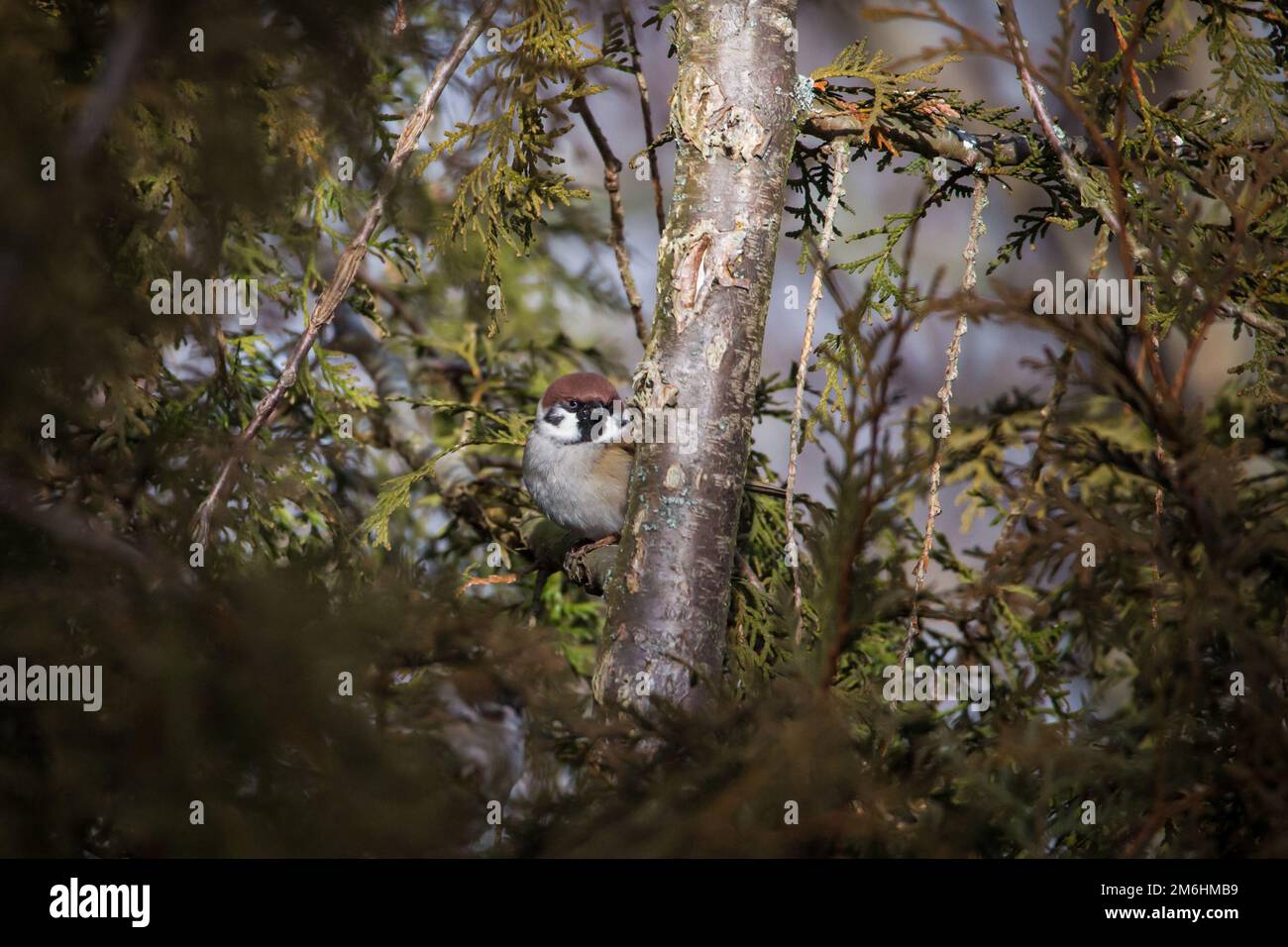 Eurasian tree sparrow (Passer montanus Stock Photo - Alamy