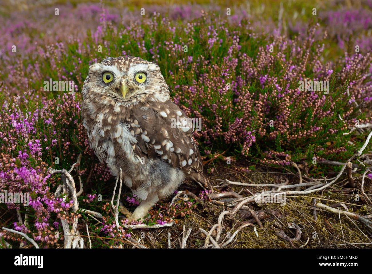 Close up of an adult Little Owl in open moorland when the heather is in ...