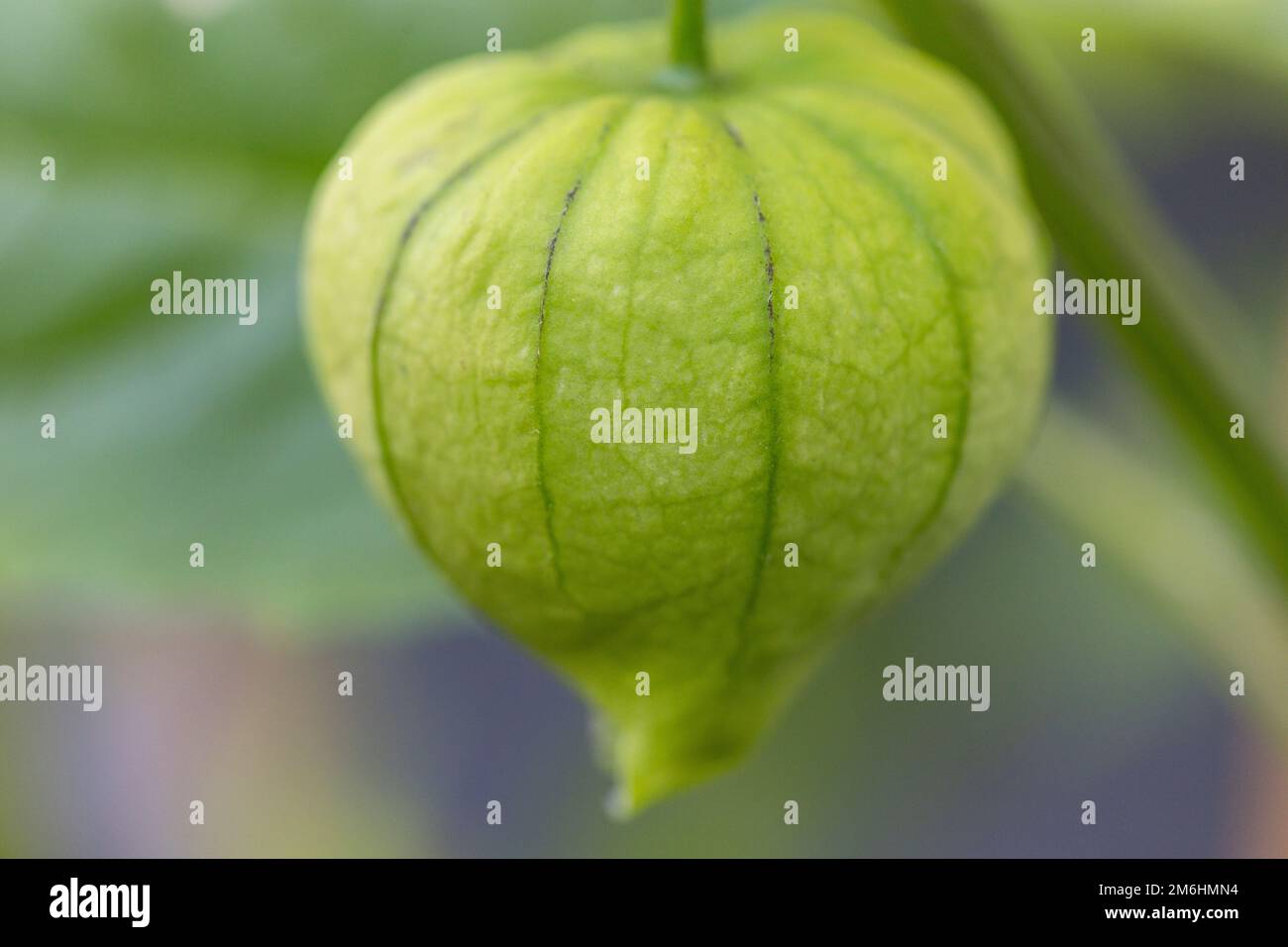 Nahaufnahme einer tomatillo frucht am baum hi-res stock photography and ...