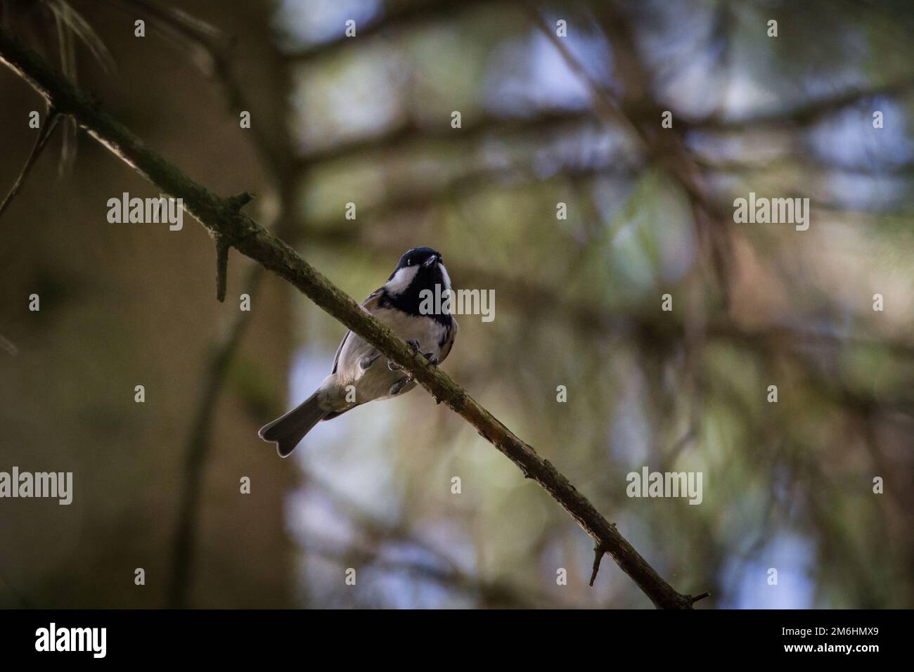 Coal tit (Periparus ater Stock Photo - Alamy