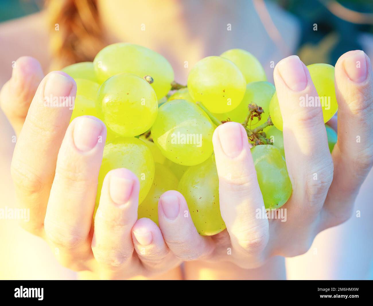 Female hands hold a ripe juicy bunch of grapes lit by the sun outdoors on a summer day. Closeup ...