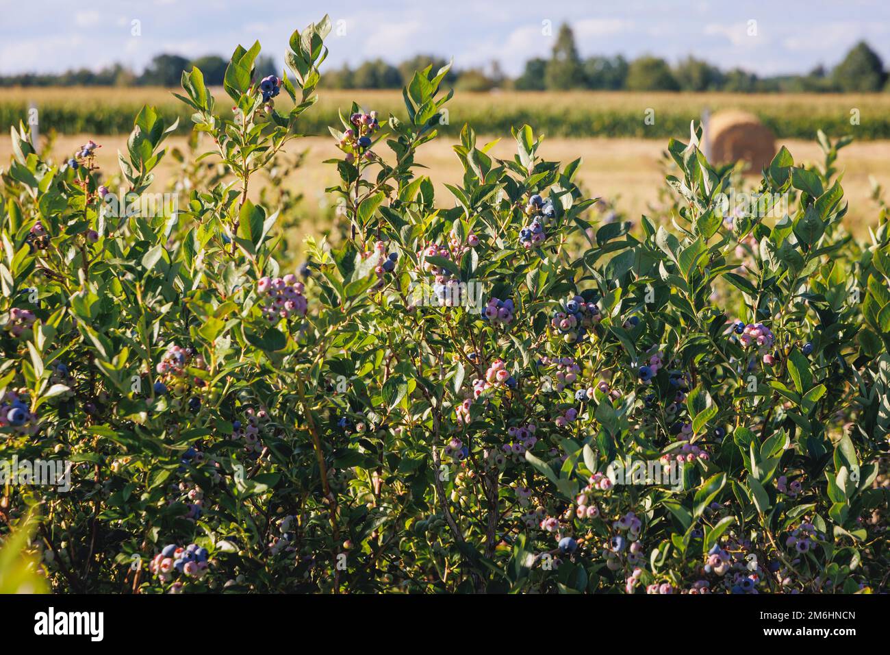 Blueberry bush on a plantation in Mazowsze region of Poland Stock Photo ...