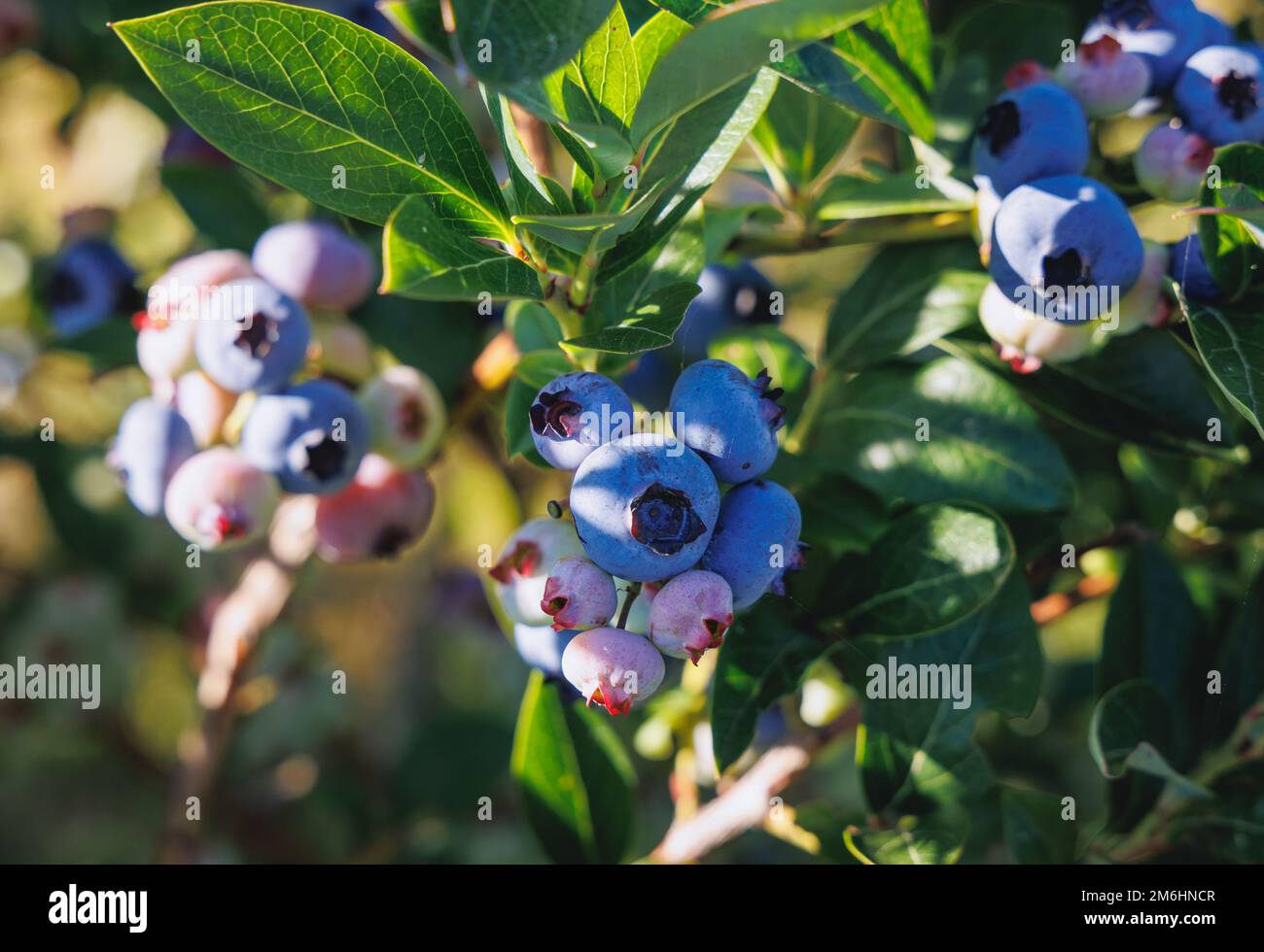Blueberry plantation in Mazowsze region of Poland Stock Photo - Alamy