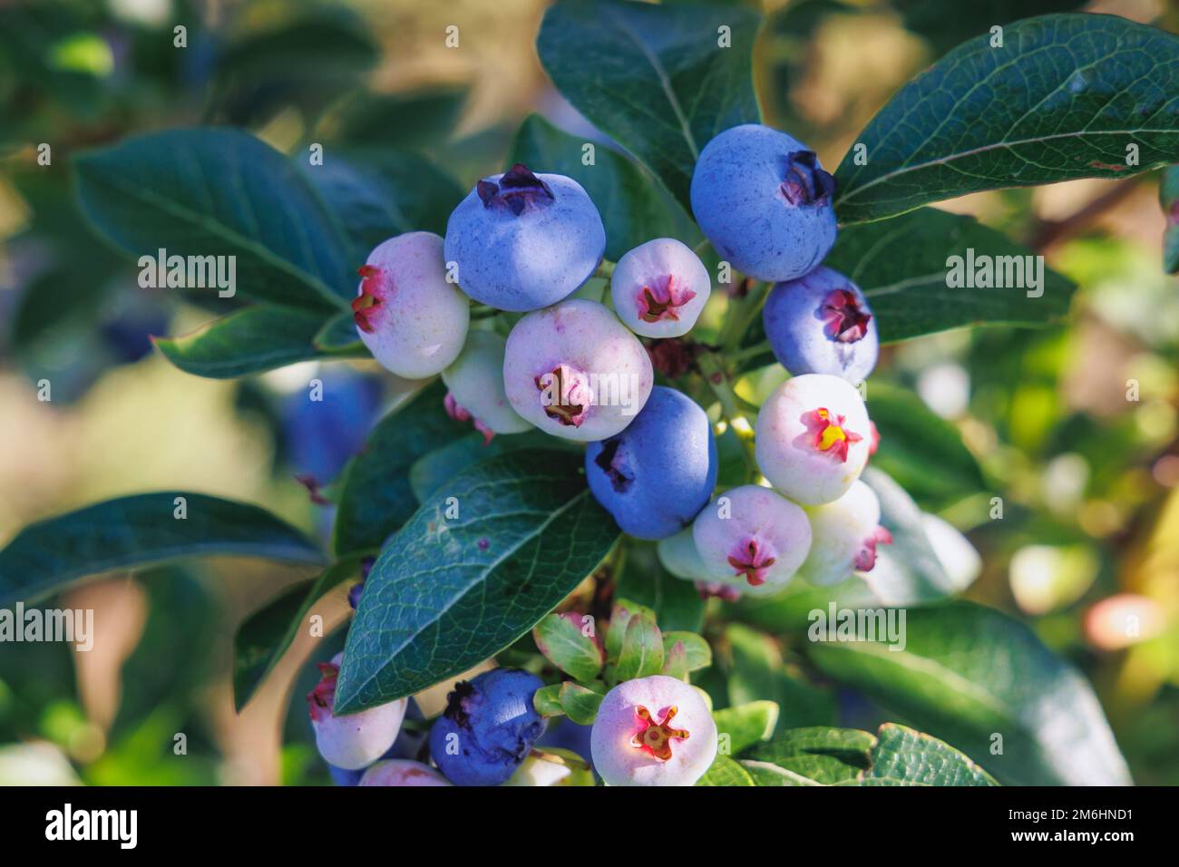 Blueberry plantation hi-res stock photography and images - Alamy