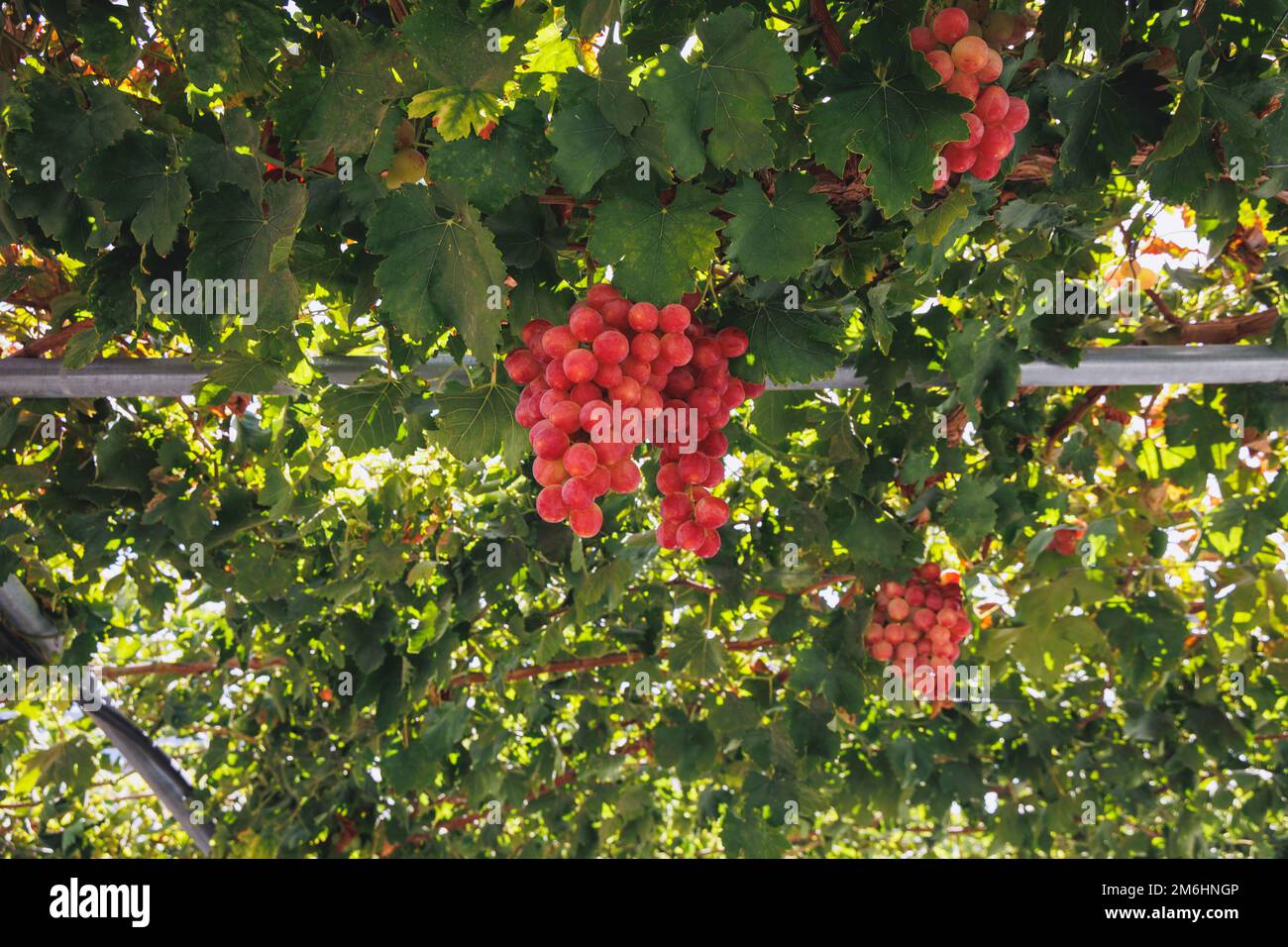 Grape fruits on a farm in Cyprus island country Stock Photo - Alamy