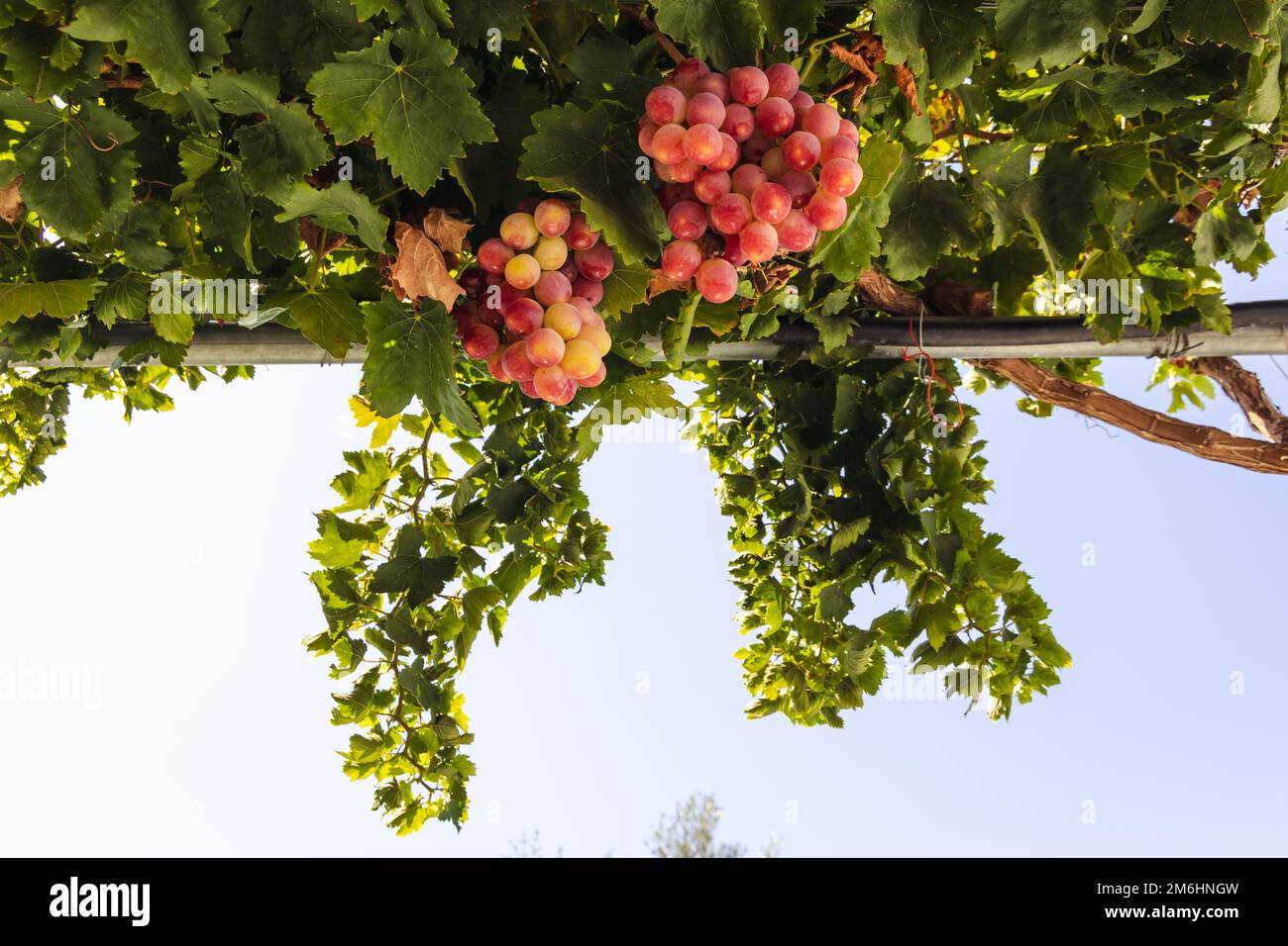 Grape fruits on a farm in Cyprus island country Stock Photo - Alamy