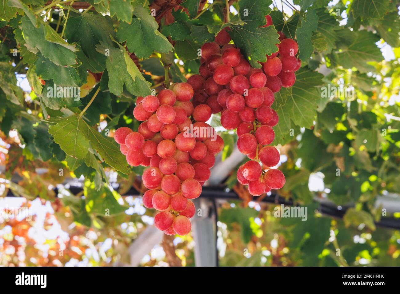 Grape fruits on a farm in Cyprus island country, 4k video Stock Photo ...